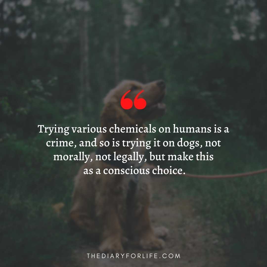 45+ Quotes About Animal Abuse To Stop Animal Cruelty