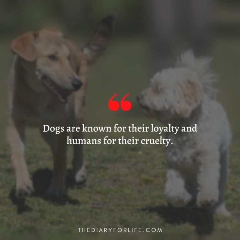 45+ Quotes About Animal Abuse To Stop Animal Cruelty