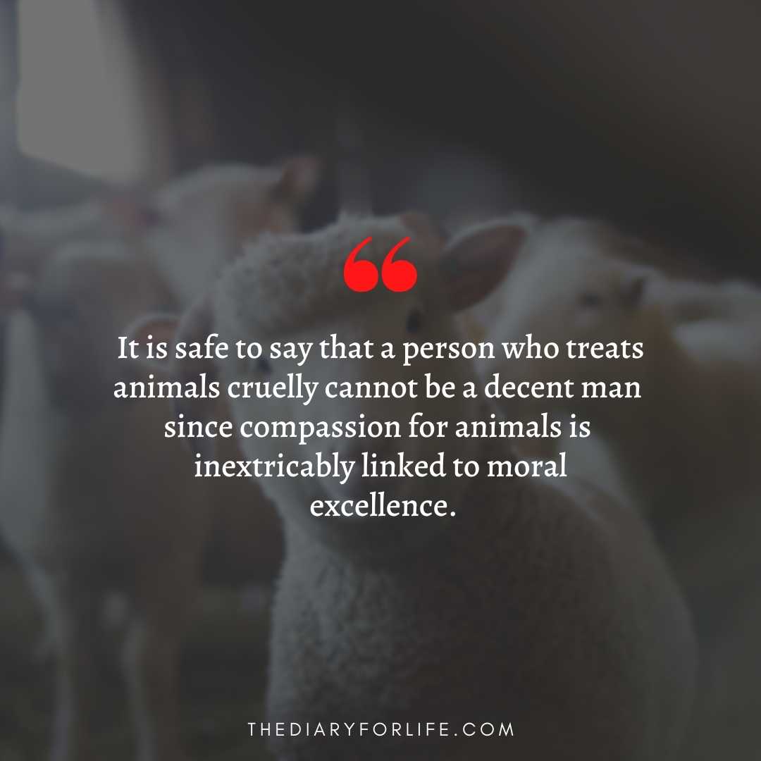 45+ Quotes About Animal Abuse To Stop Animal Cruelty