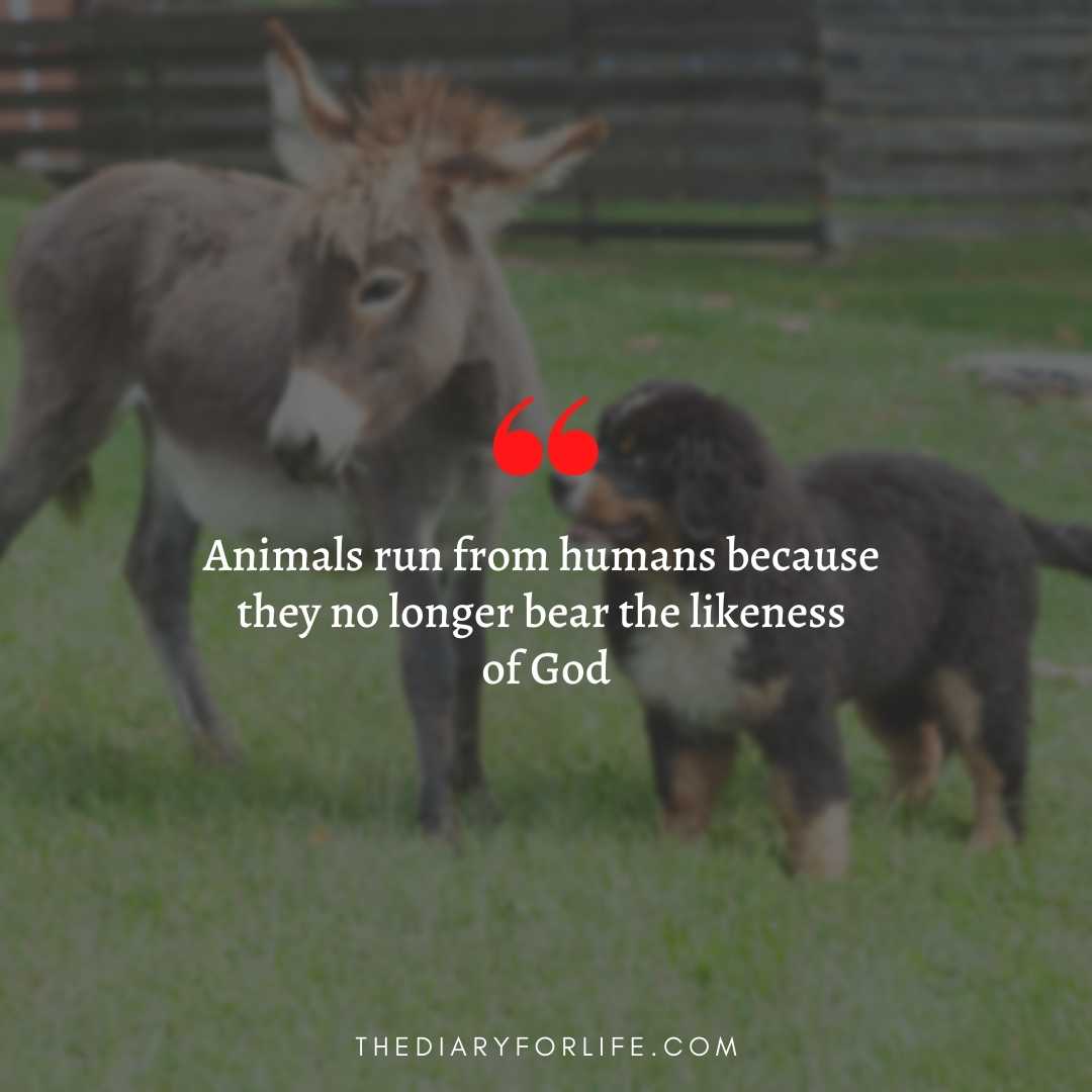45+ Quotes About Animal Abuse To Stop Animal Cruelty