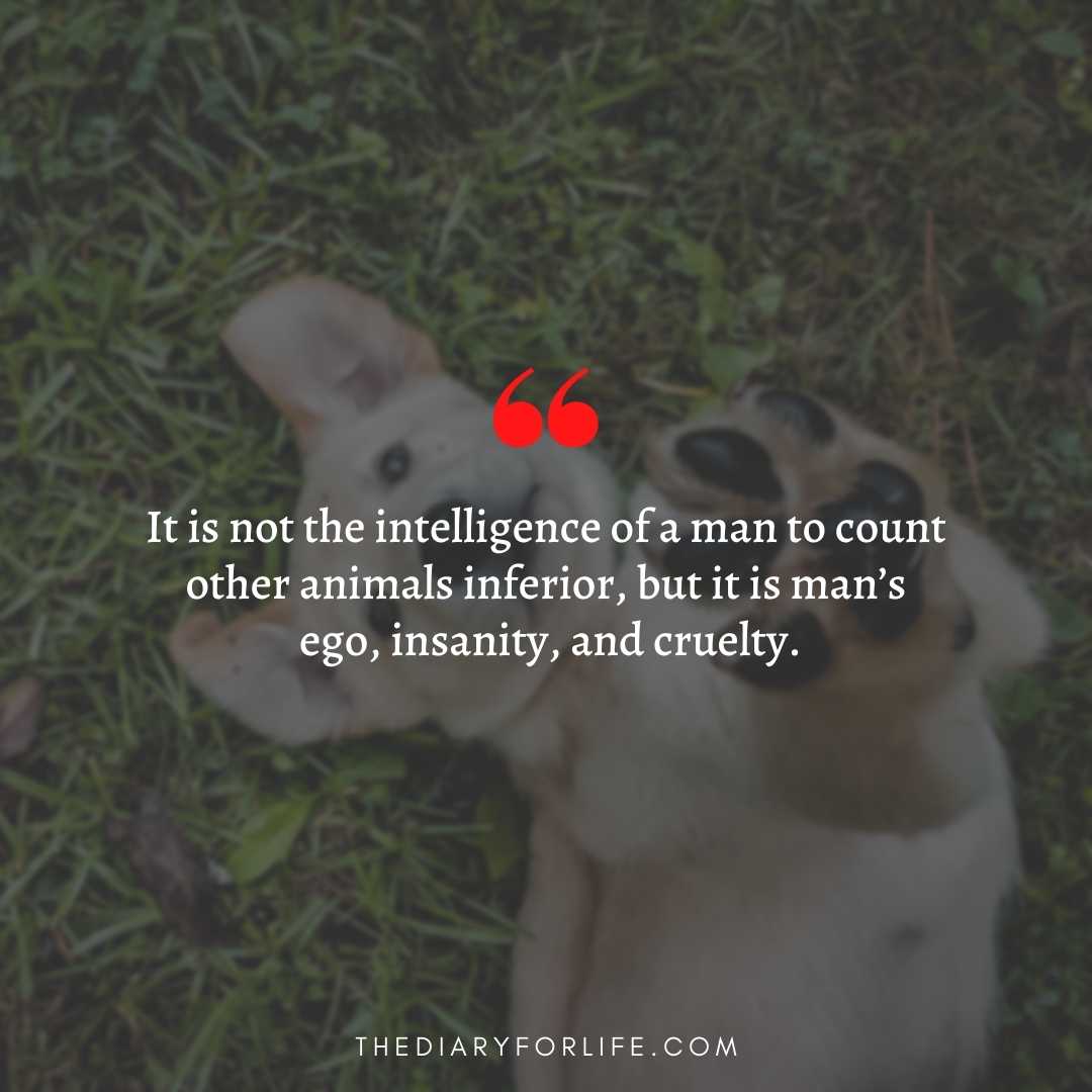 45+ Quotes About Animal Abuse To Stop Animal Cruelty
